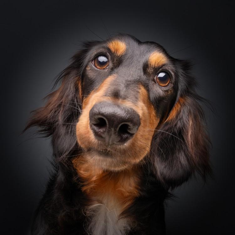 reFocus Awards | Bernard Sim | Nominee (Domestic Animals)