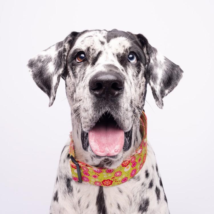 reFocus Awards | Bernard Sim | Nominee (Domestic Animals)