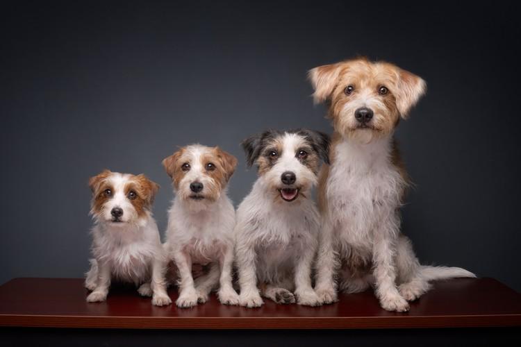 reFocus Awards | Bernard Sim | Nominee (Domestic Animals)