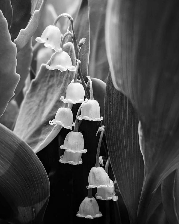 reFocus Awards | L. Abigail Chua | Nominee (Nature)