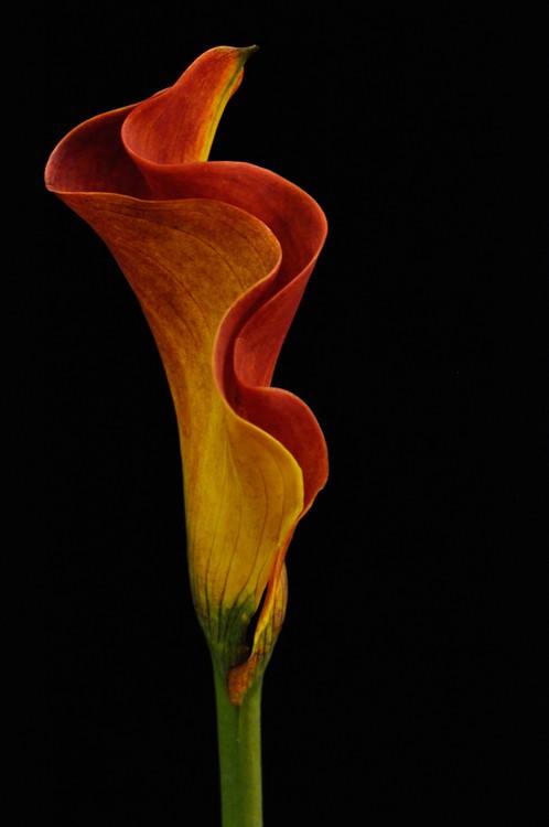 reFocus Awards | Mildred Salas | People’s Vote Award (Still Life)