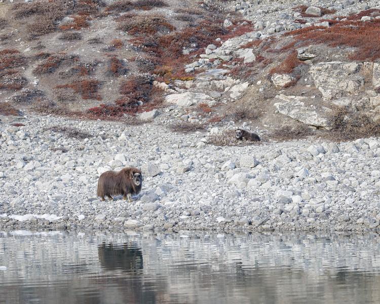 reFocus Awards | Vicki Santello | Nominee (Wildlife)