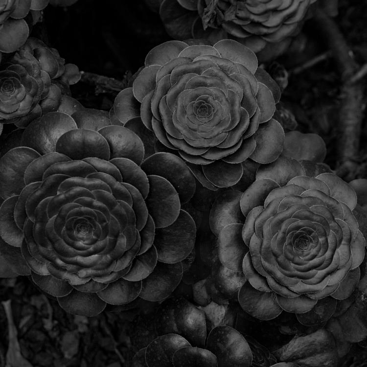 reFocus Awards | Isabelle Goeminne | Nominee (Abstract)