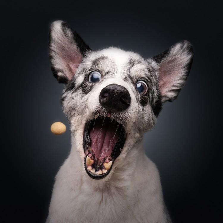 reFocus Awards | Bernard Sim | Honorable Mention (Domestic Animals)
