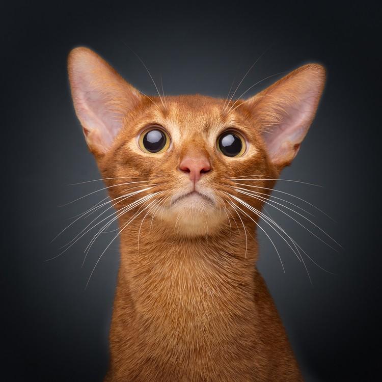 reFocus Awards | Bernard Sim | Honorable Mention (Domestic Animals)