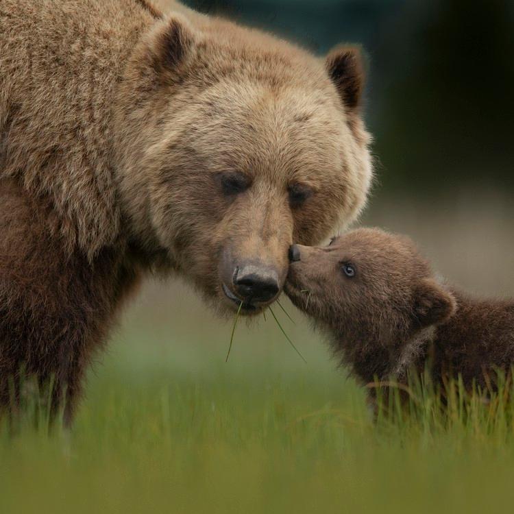 reFocus Awards | Deborah Russell | Nominee (Wildlife)