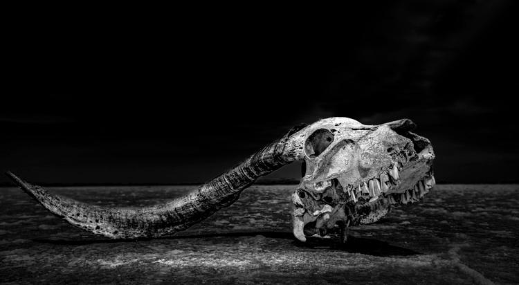 reFocus Awards | Andrew Dickman | Nominee (Nature)