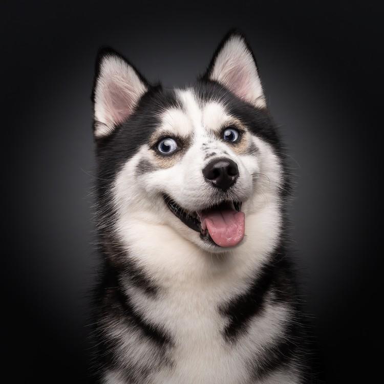 reFocus Awards | Bernard Sim | Honorable Mention (Domestic Animals)