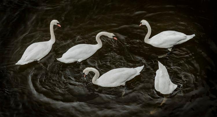 reFocus Awards | Christopher Priebe | Nominee (Nature)