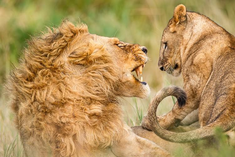 reFocus Awards | Seth Baum | Nominee (Wildlife)
