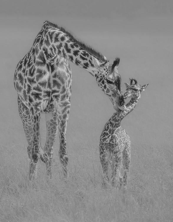 reFocus Awards | Bin Wang | Nominee (Wildlife)