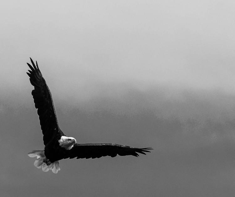 reFocus Awards | Ashish Pandya | Nominee (Wildlife)