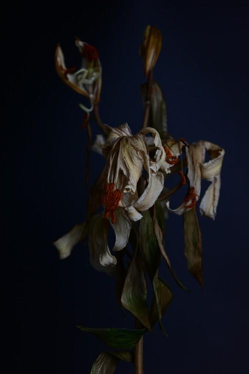 reFocus Awards | Olena Andriievska | Nominee (Fine Art)