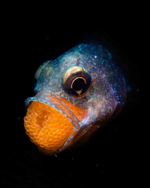 reFocus Awards | Daniel Sly | Honorable Mention (Wildlife)