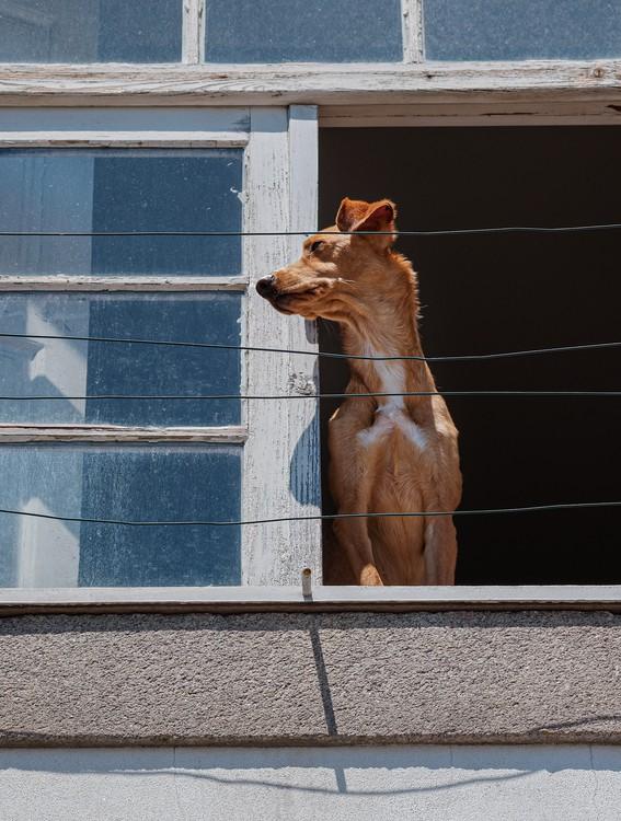 reFocus Awards | Tanel August Lind | Nominee (Domestic Animals)