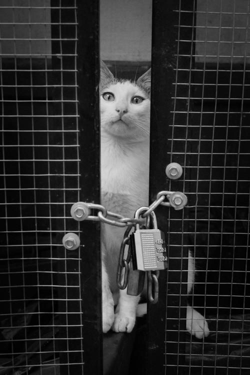 reFocus Awards | Cyril Chan | Honorable Mention (Domestic Animals)