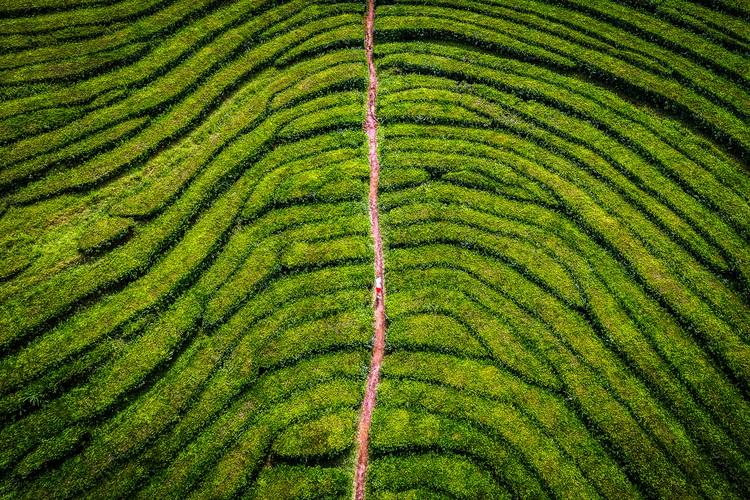 reFocus Awards | Ariel Ling | Honorable Mention (Abstract)
