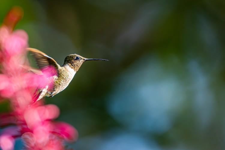 reFocus Awards | Seth Baum | Nominee (Wildlife)