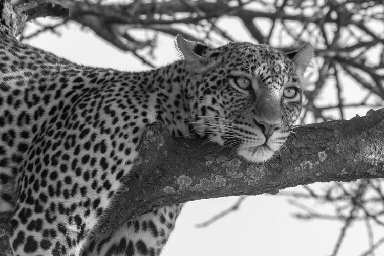 reFocus Awards | Wayne Simpson | Nominee (Wildlife)