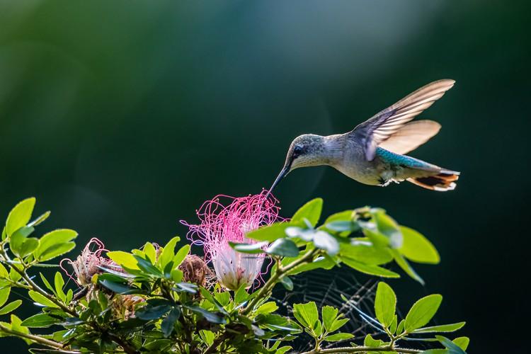 reFocus Awards | Seth Baum | Nominee (Wildlife)