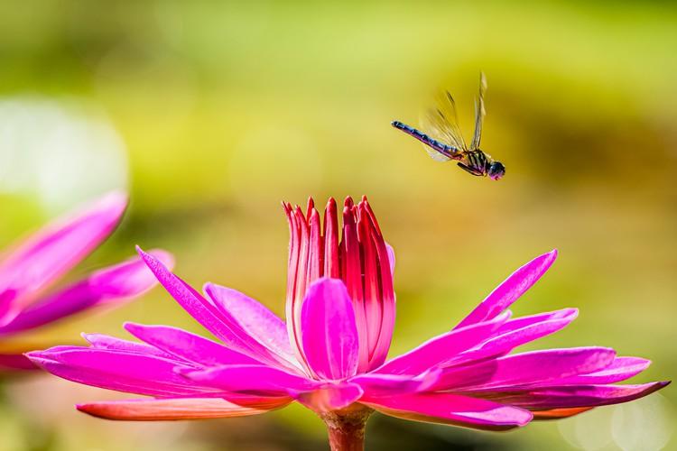 reFocus Awards | Seth Baum | Nominee (Wildlife)