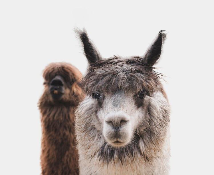 reFocus Awards | Bruce Fraser | Silver (Domestic Animals)