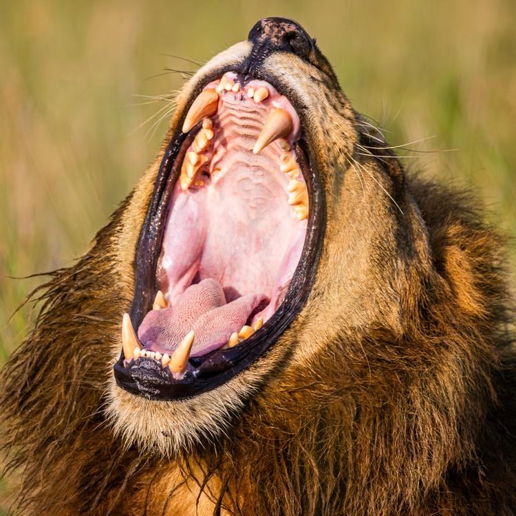 reFocus Awards | Seth Baum | Nominee (Wildlife)