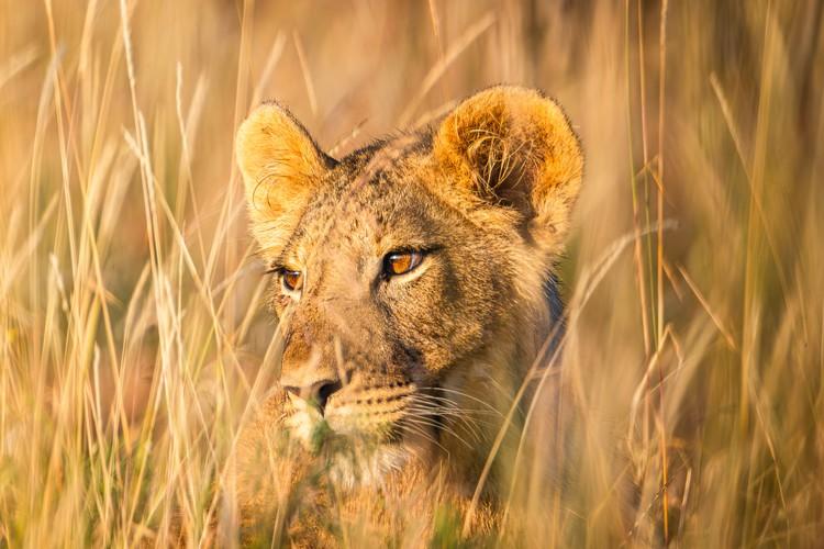 reFocus Awards | Seth Baum | Nominee (Wildlife)