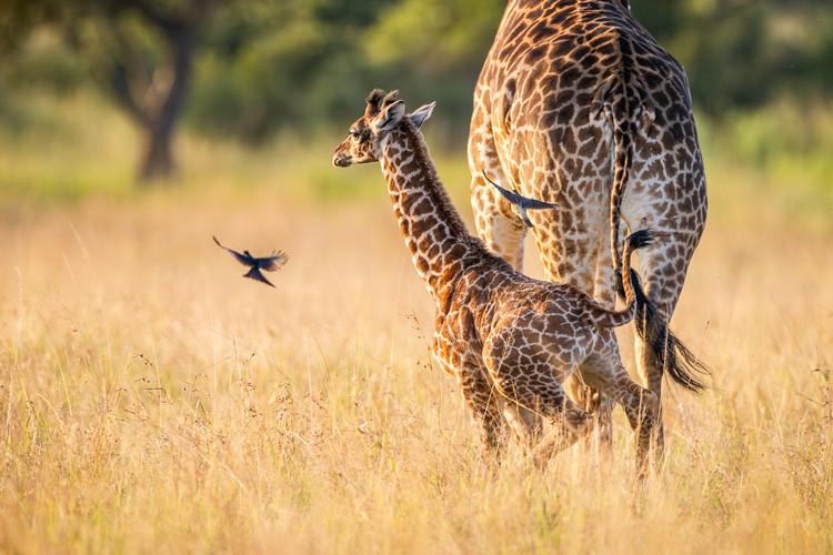 reFocus Awards | Seth Baum | Nominee (Wildlife)