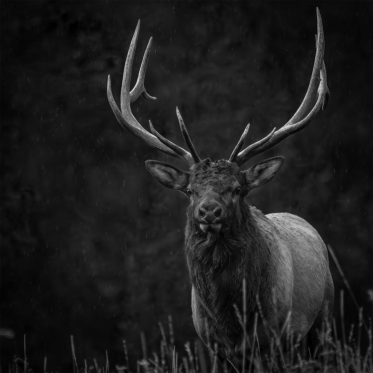 reFocus Awards | Bryan Fevold | Nominee (Wildlife)