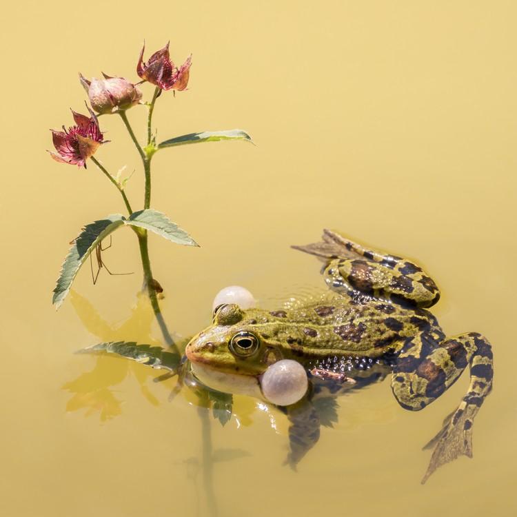 reFocus Awards | Wim Lanclus | Nominee (Fine Art)